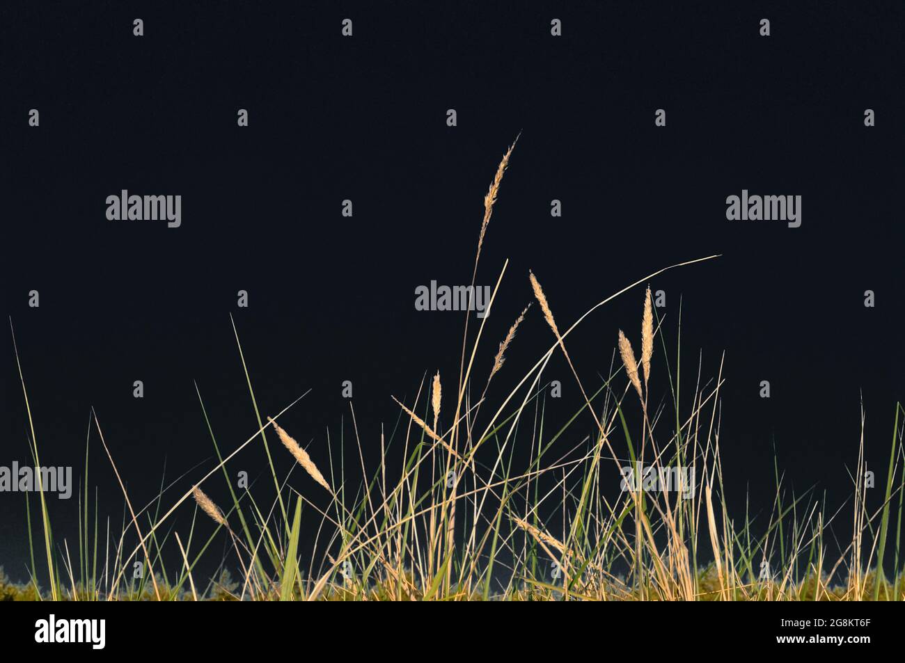 Field grass on a dark background. Grass on a black background. Dry ...