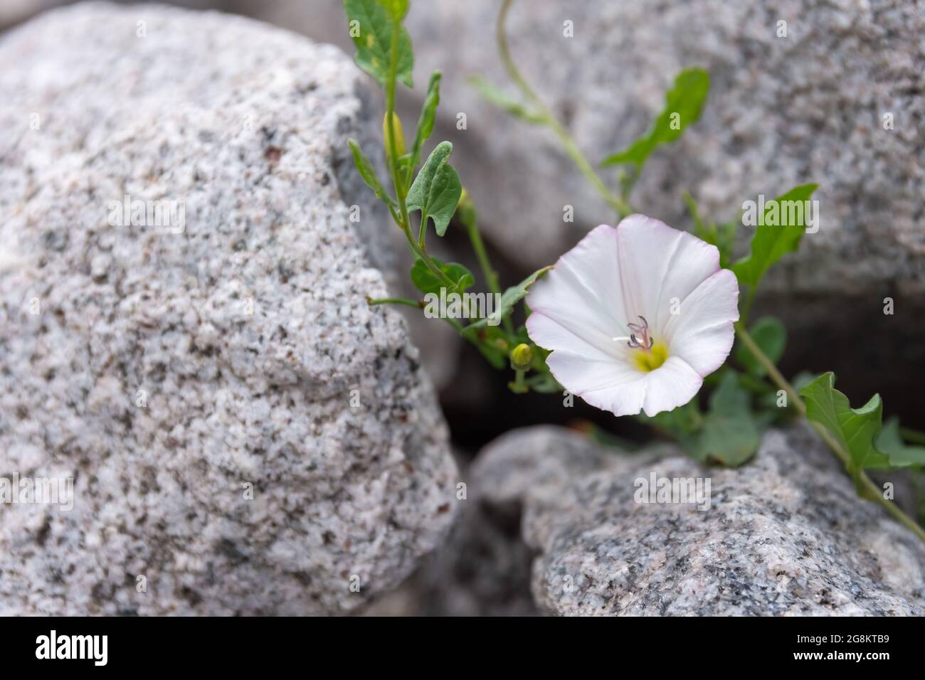 Common bindweed hi-res stock photography and images - Alamy