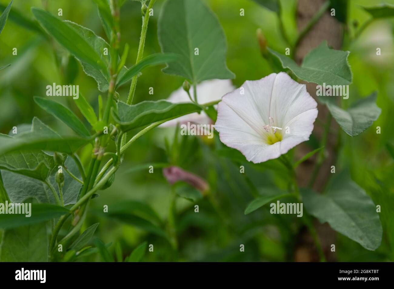 Common bindweed hi-res stock photography and images - Alamy