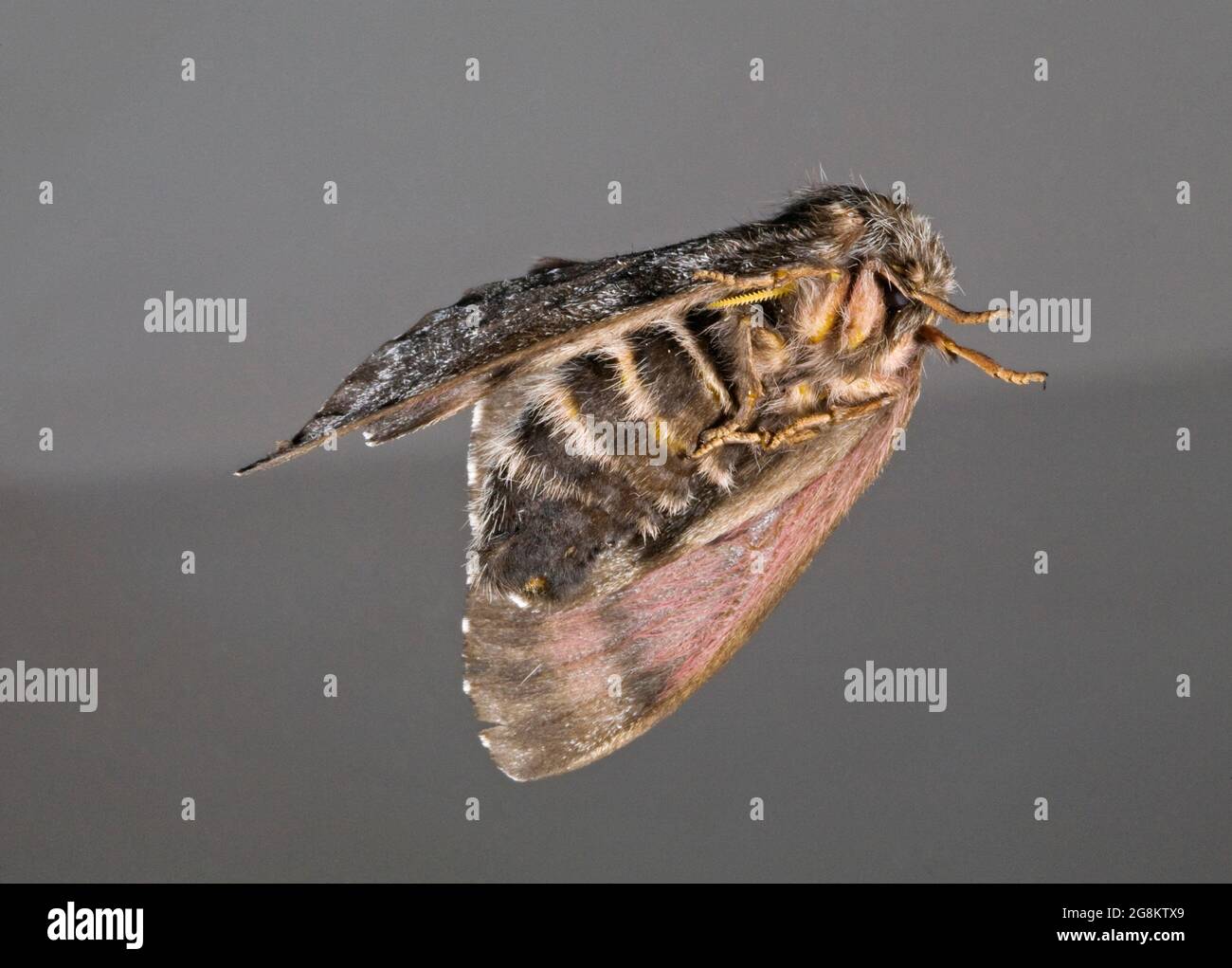 Pandora ecology hi-res stock photography and images - Alamy