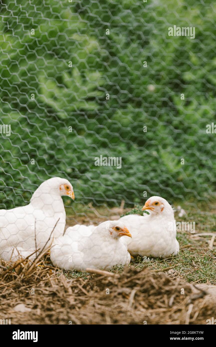 Chickens in nature High Resolution Stock Photography and Images - Alamy