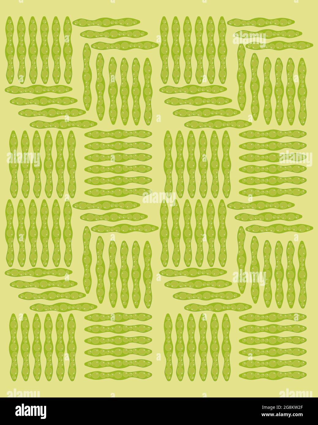 Pea Plant Drawing High Resolution Stock Photography and Images - Alamy