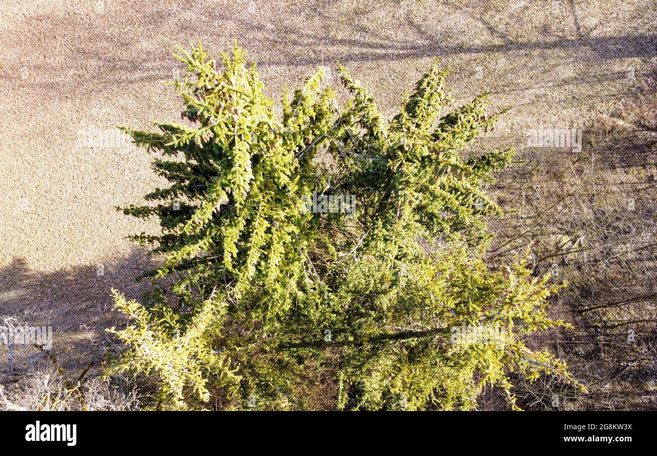 Tree birds eye view hi-res stock photography and images - Alamy