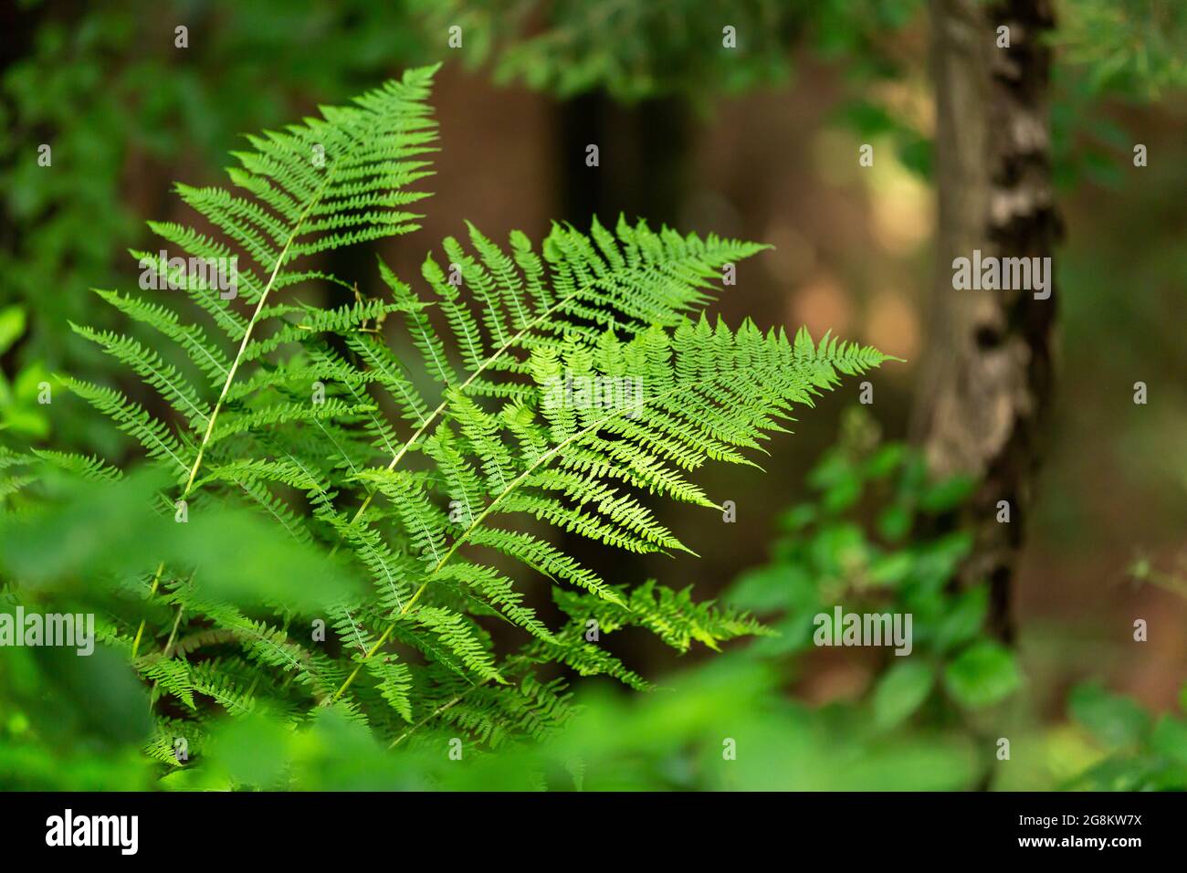 Growing green fern plants in the garden Stock Photo - Alamy
