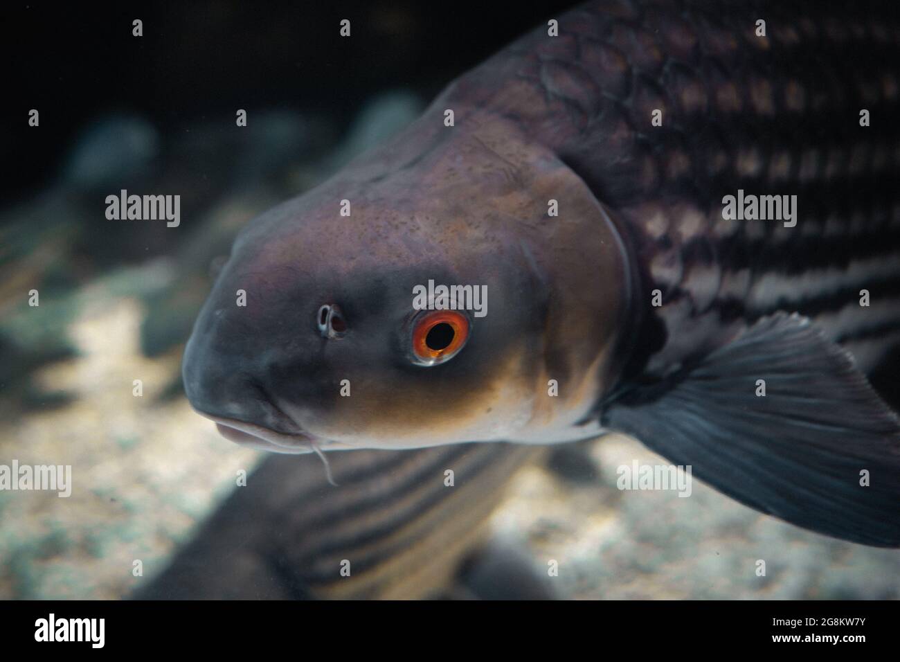 Red eyed carp hi-res stock photography and images - Alamy