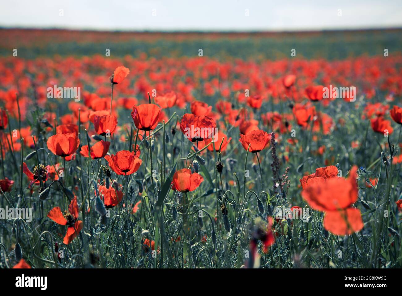 Poppies field. A beautiful field of blooming poppies Stock Photo - Alamy