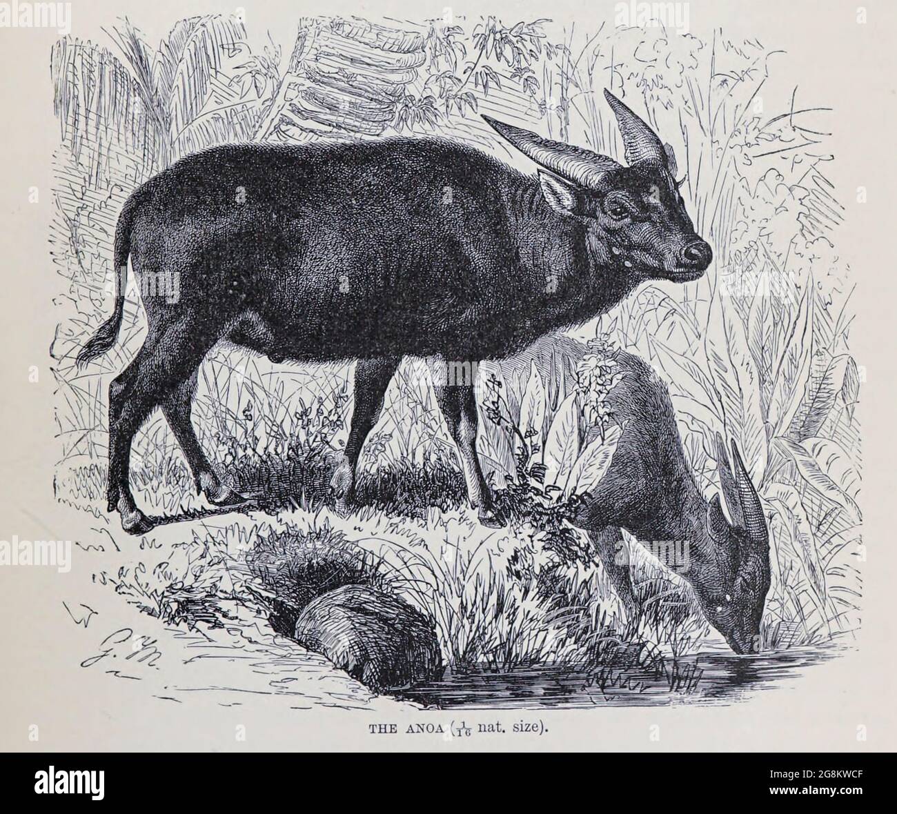 Bubalus quarlesi hi-res stock photography and images - Alamy