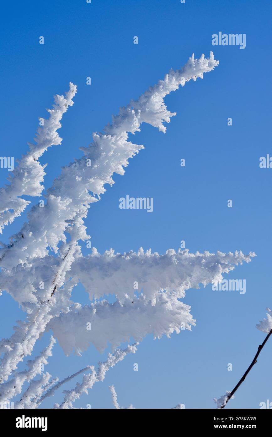Brilliant hoarfrost ice crystals from water vapor coating trees, fences ...