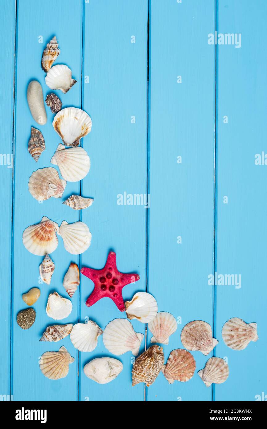 An overhead photo of a sea star, sea shells, and pebbles forming a ...