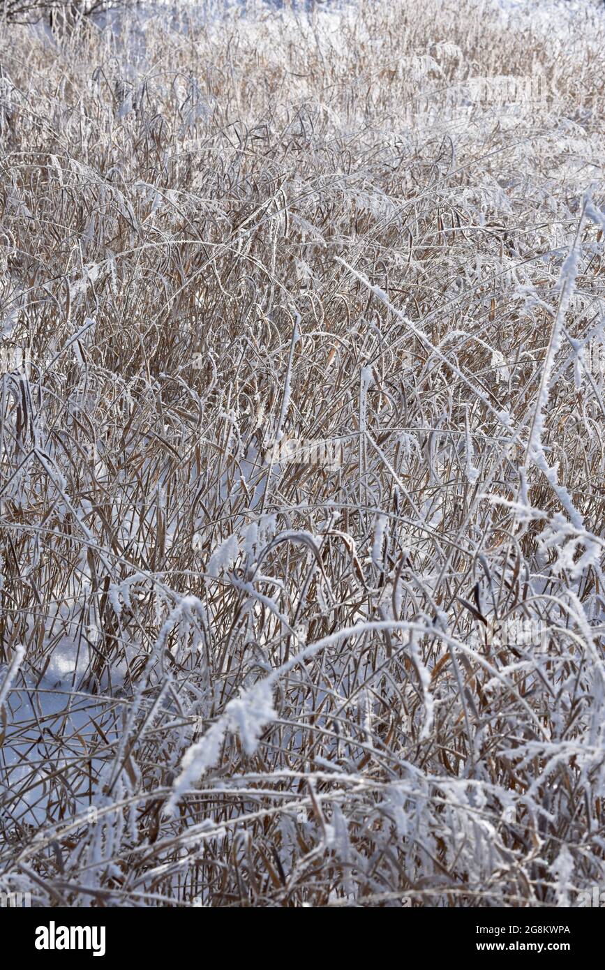Grasses covered with hoarfrost hi-res stock photography and images - Alamy