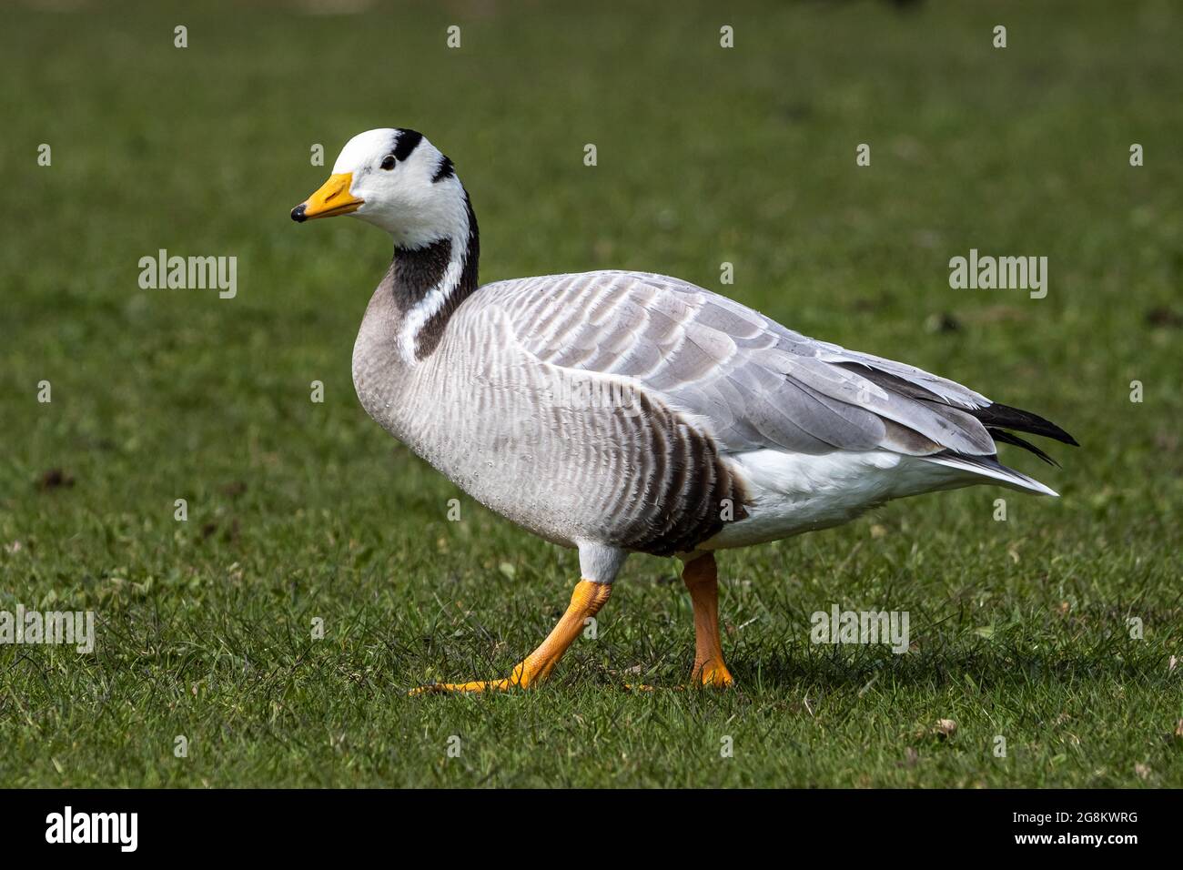 The bar-headed goose, Anser indicus is a goose that breeds in Central ...