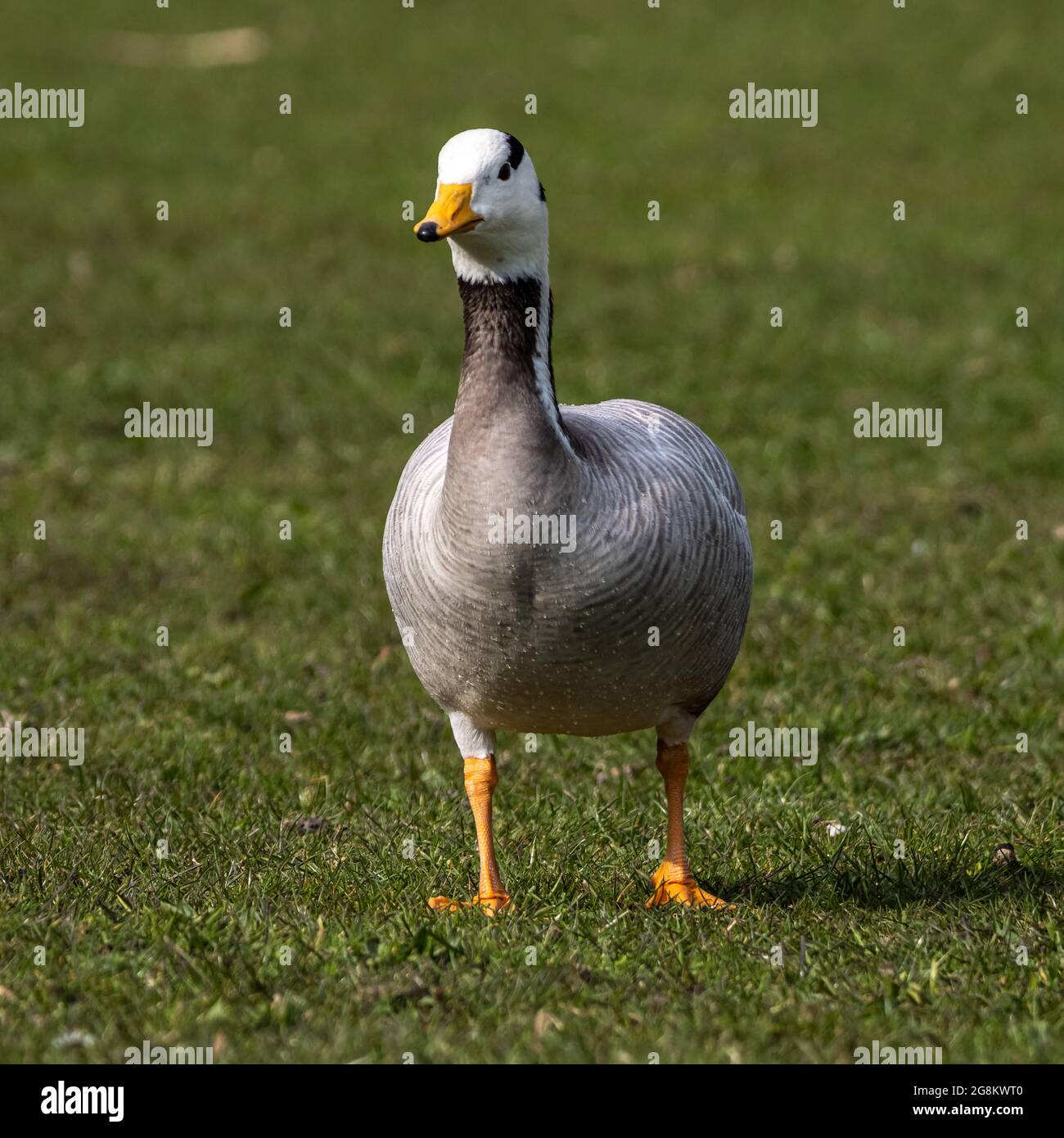 The bar-headed goose, Anser indicus is a goose that breeds in Central ...