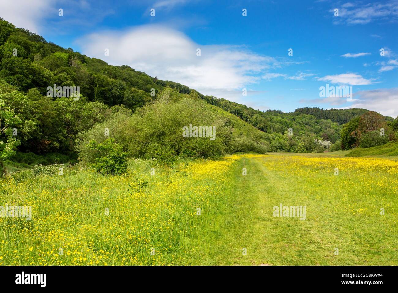 Wildflower meadows on the River Wye below Cleddon, Gloucestershire, UK ...