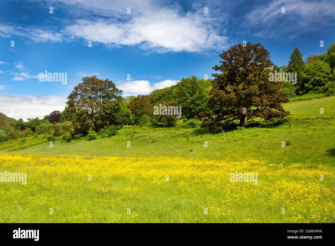 Wildflower meadows on the River Wye below Cleddon, Gloucestershire, UK ...