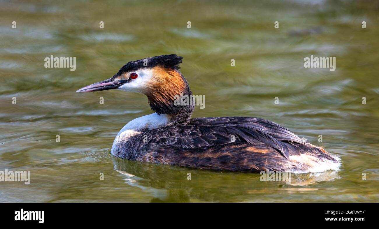 Great Crested Grebe, Podiceps cristatus with beautiful orange colors, a ...