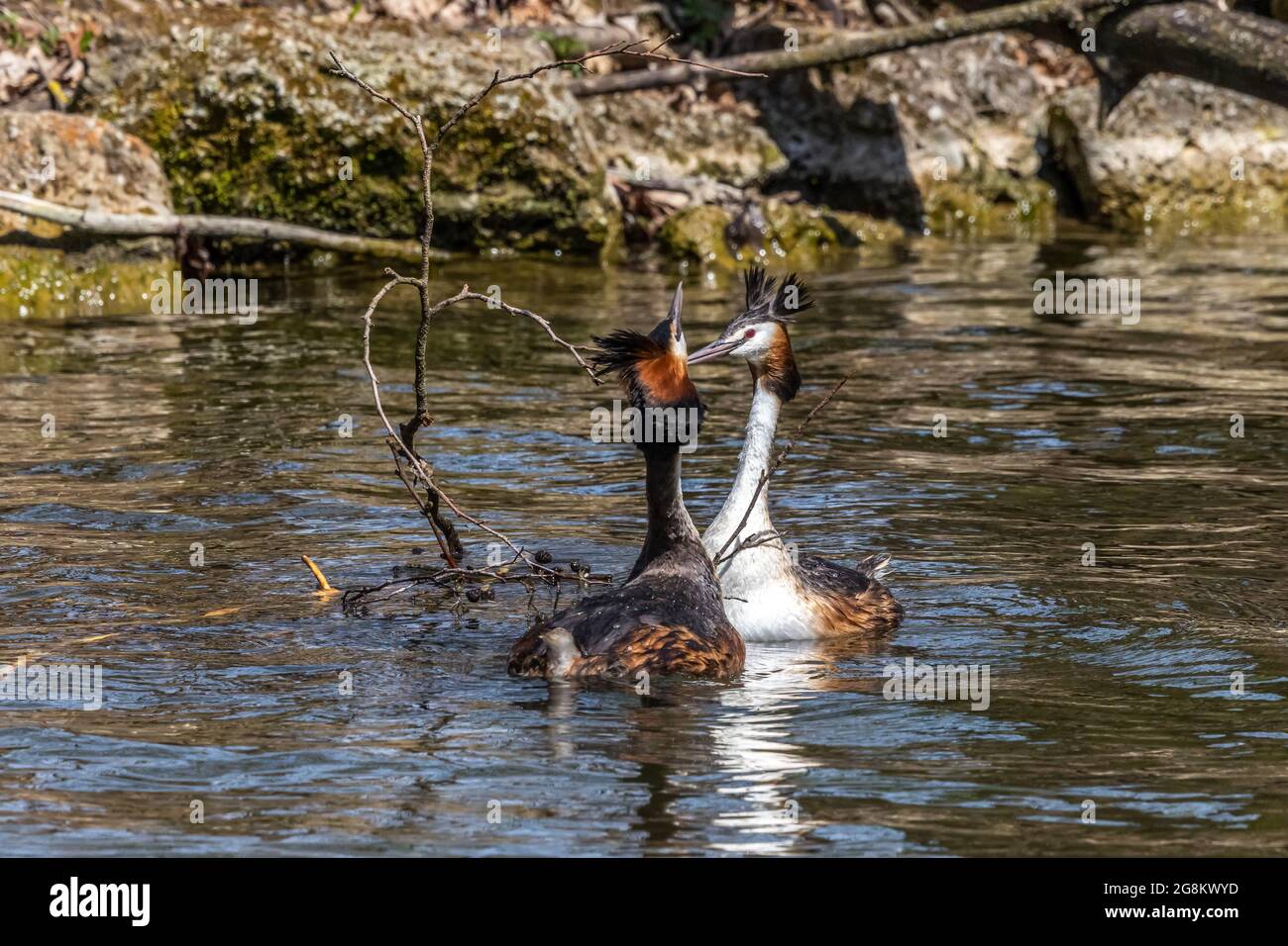 Great Crested Grebe, Podiceps cristatus with beautiful orange colors, a ...