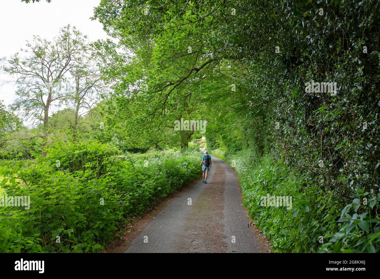 Woman walking lane uk summer hi-res stock photography and images - Alamy