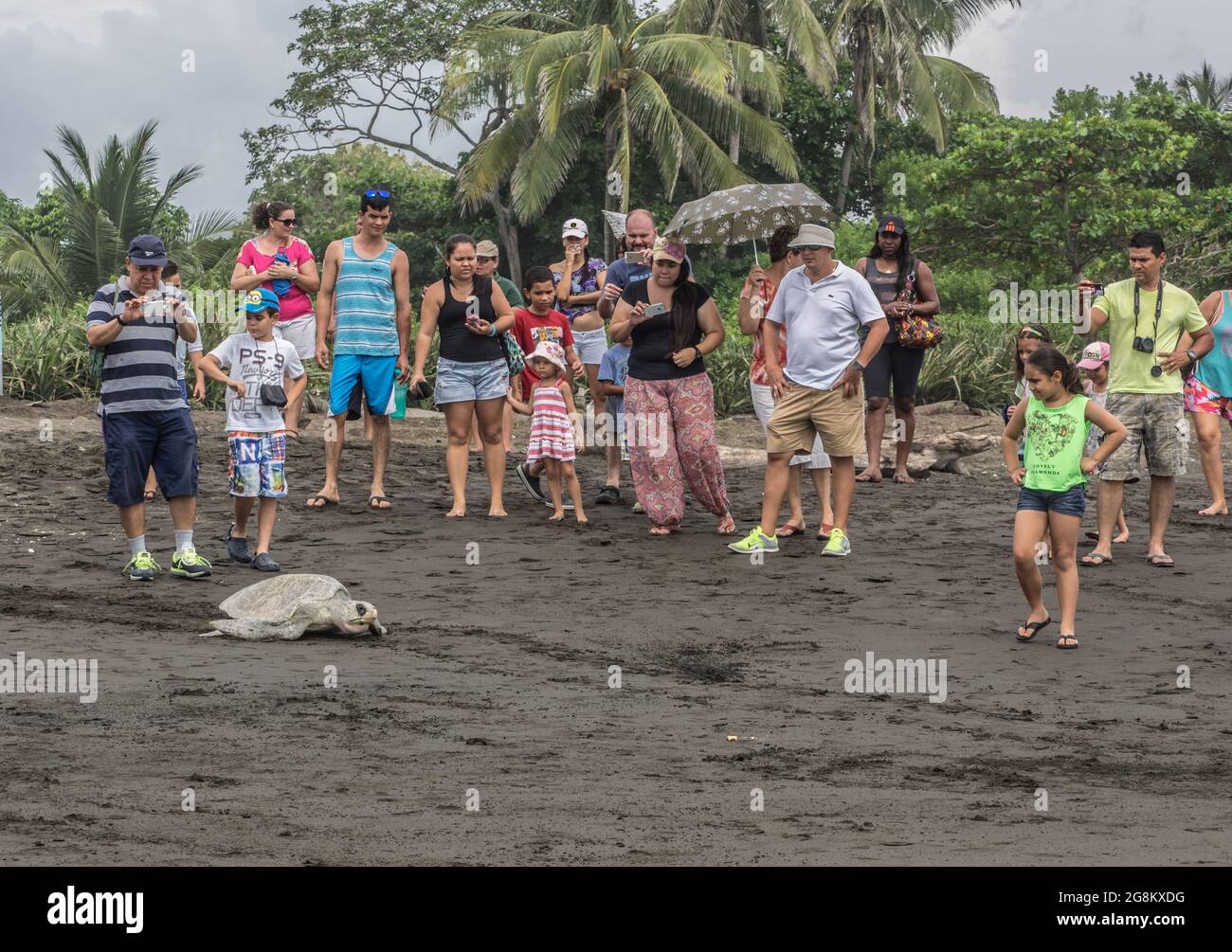Sea turtle searching for a place to lay eggs with people watching at ...