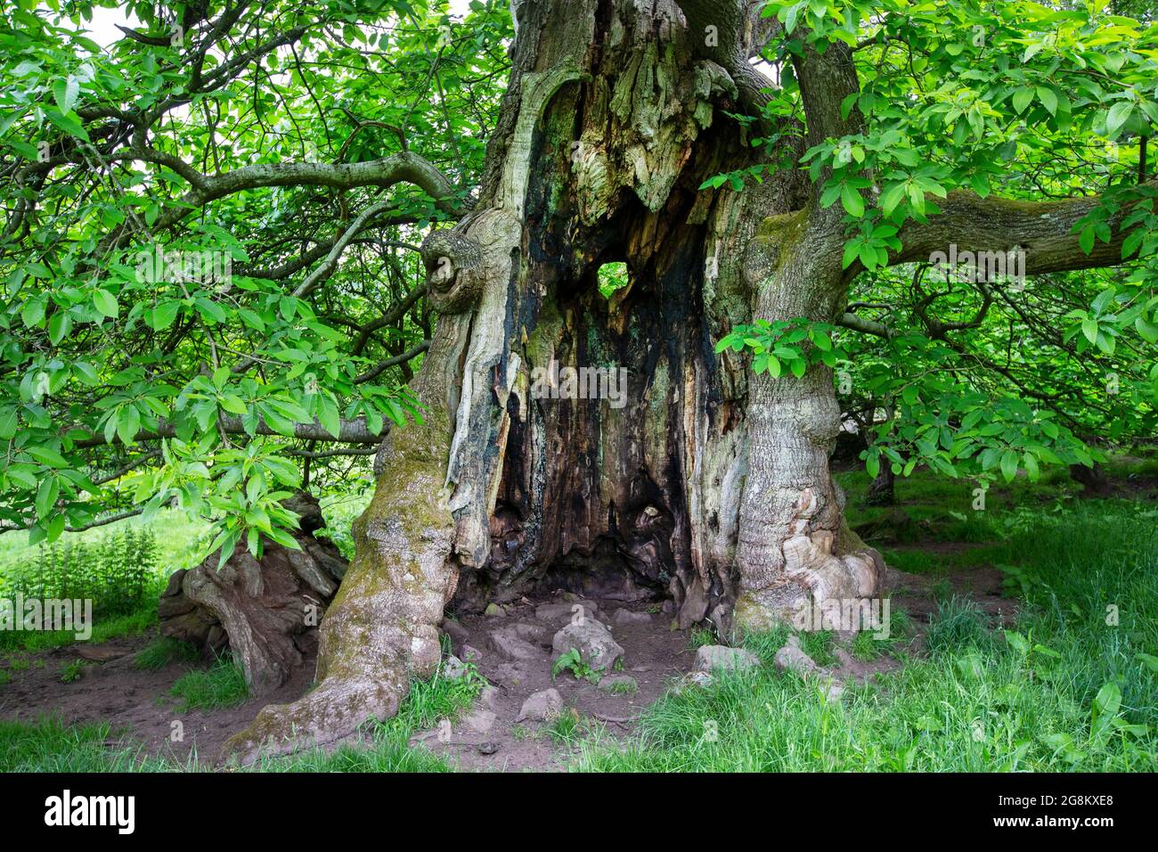 An ancient Sweet Chestnut tree in the Wye Valley near Bigsweir Bridge ...