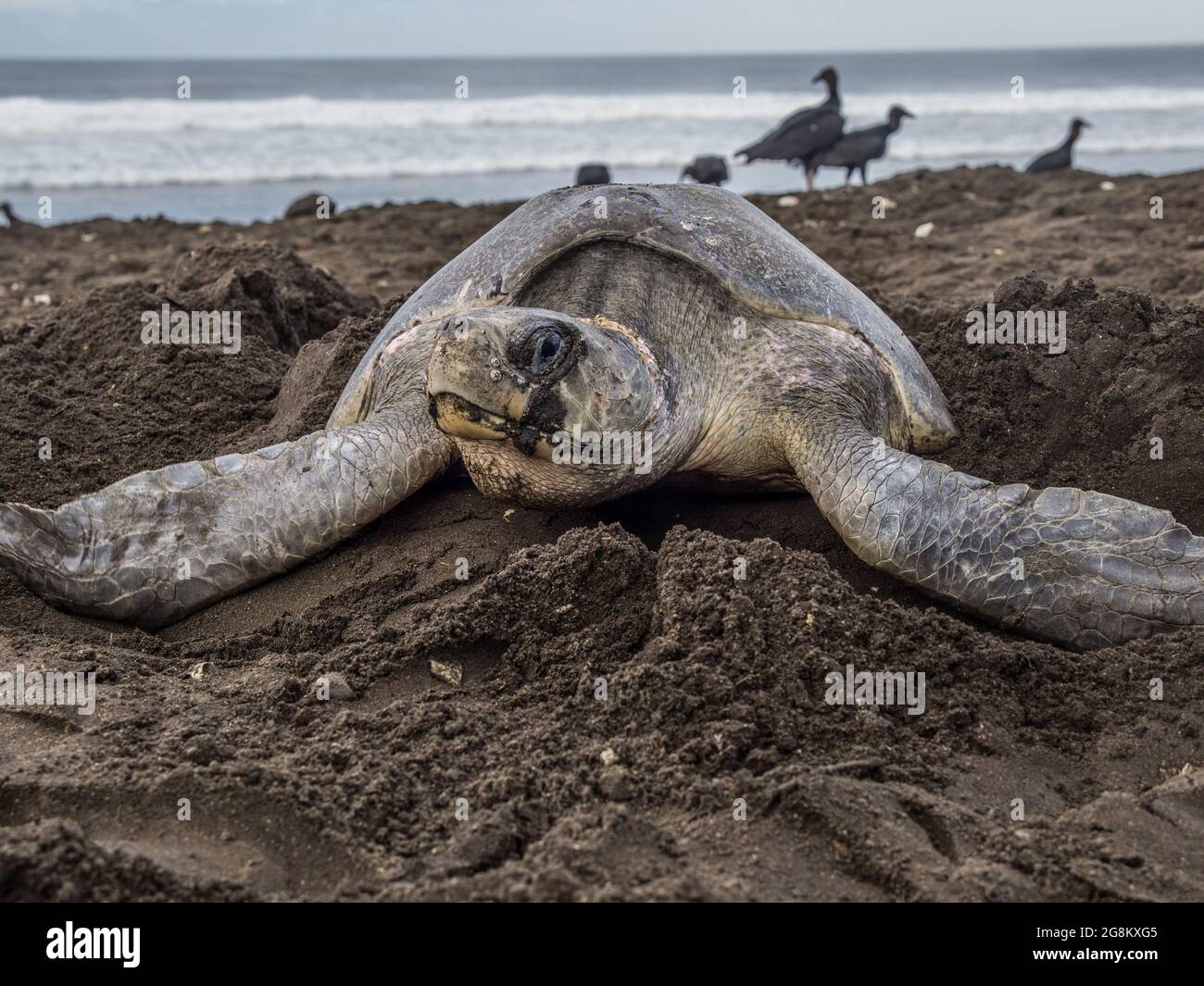 Olive Ridley Sea Turtle Laying Eggs Life Cycle Of Turtles Olive