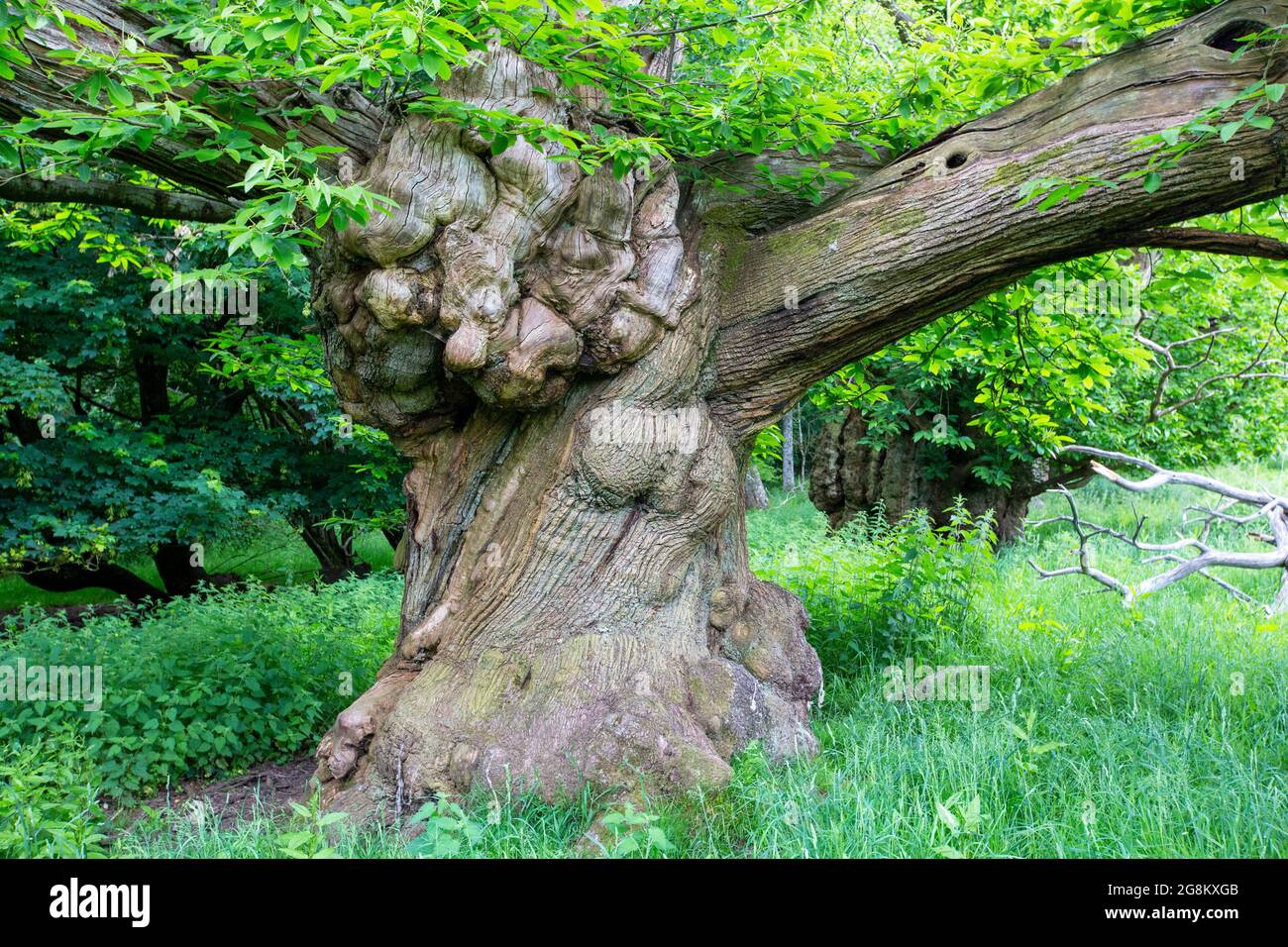 An ancient Sweet Chestnut tree in the Wye Valley near Bigsweir Bridge ...
