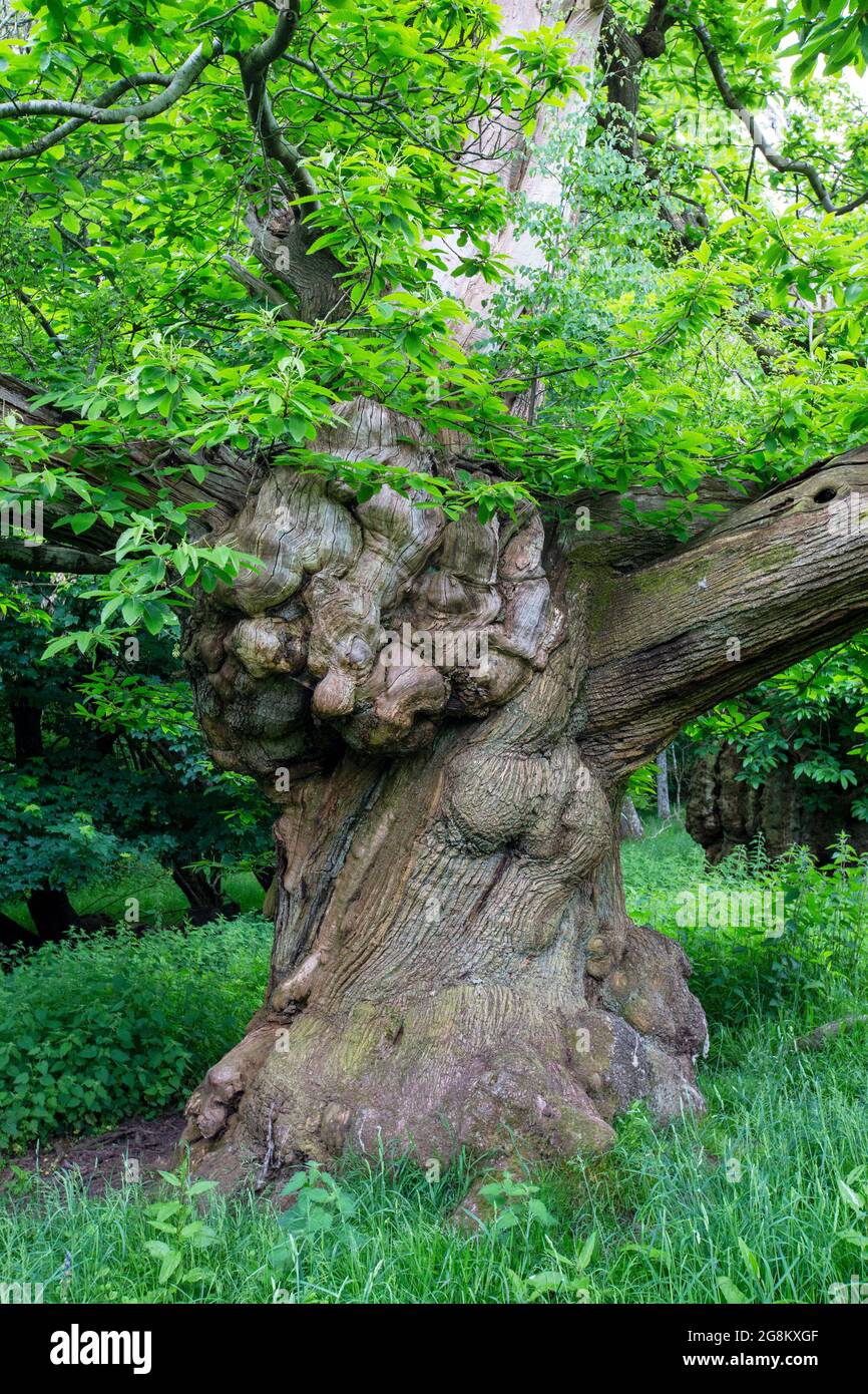 An ancient Sweet Chestnut tree in the Wye Valley near Bigsweir Bridge ...
