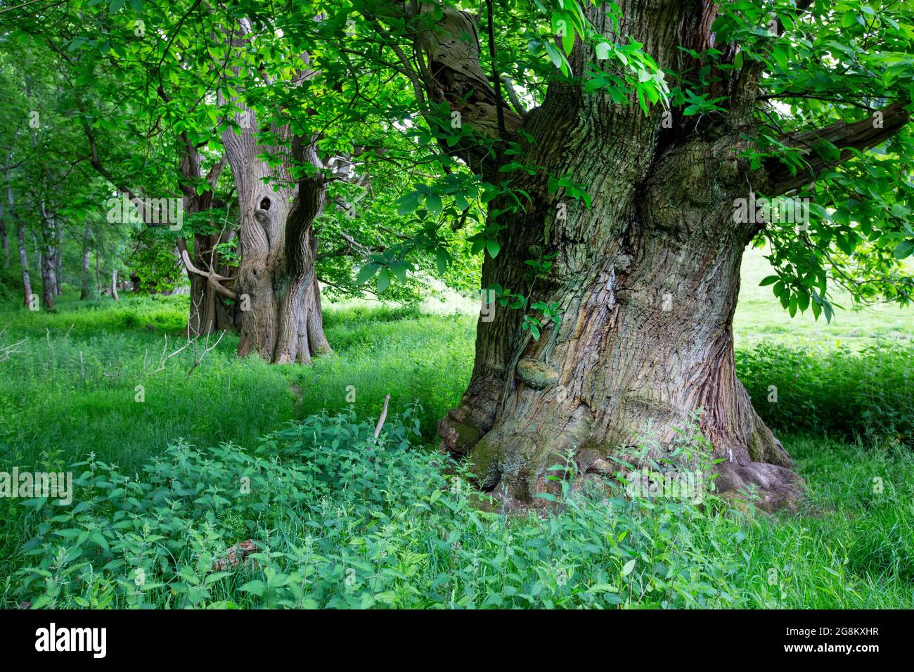 An ancient Sweet Chestnut tree in the Wye Valley near Bigsweir Bridge ...