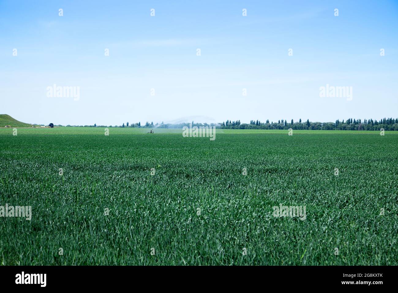 Green field of bread. Farming Stock Photo - Alamy