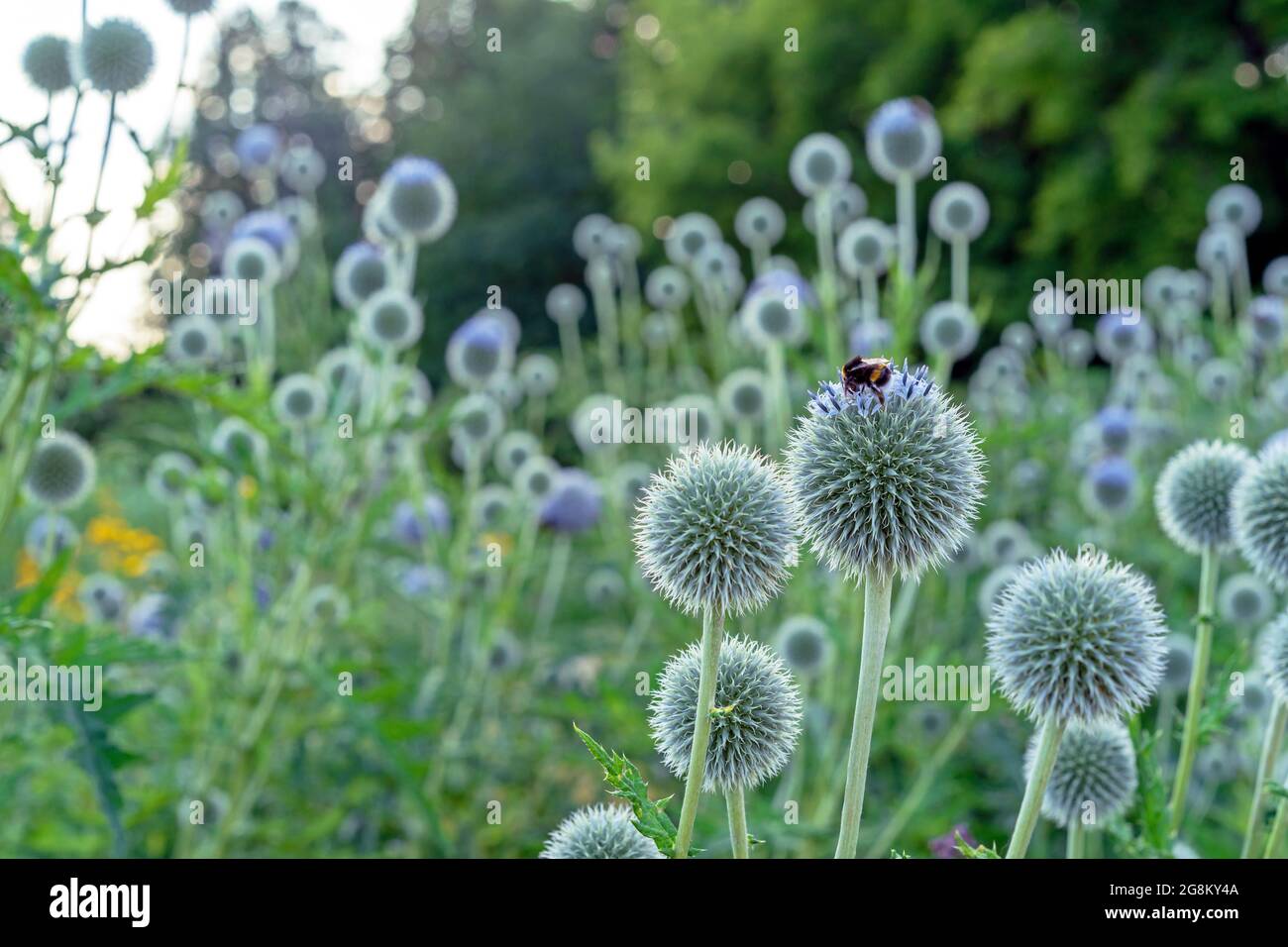 Round and spiky echinops or thistle flowers with bee collecting pollen ...