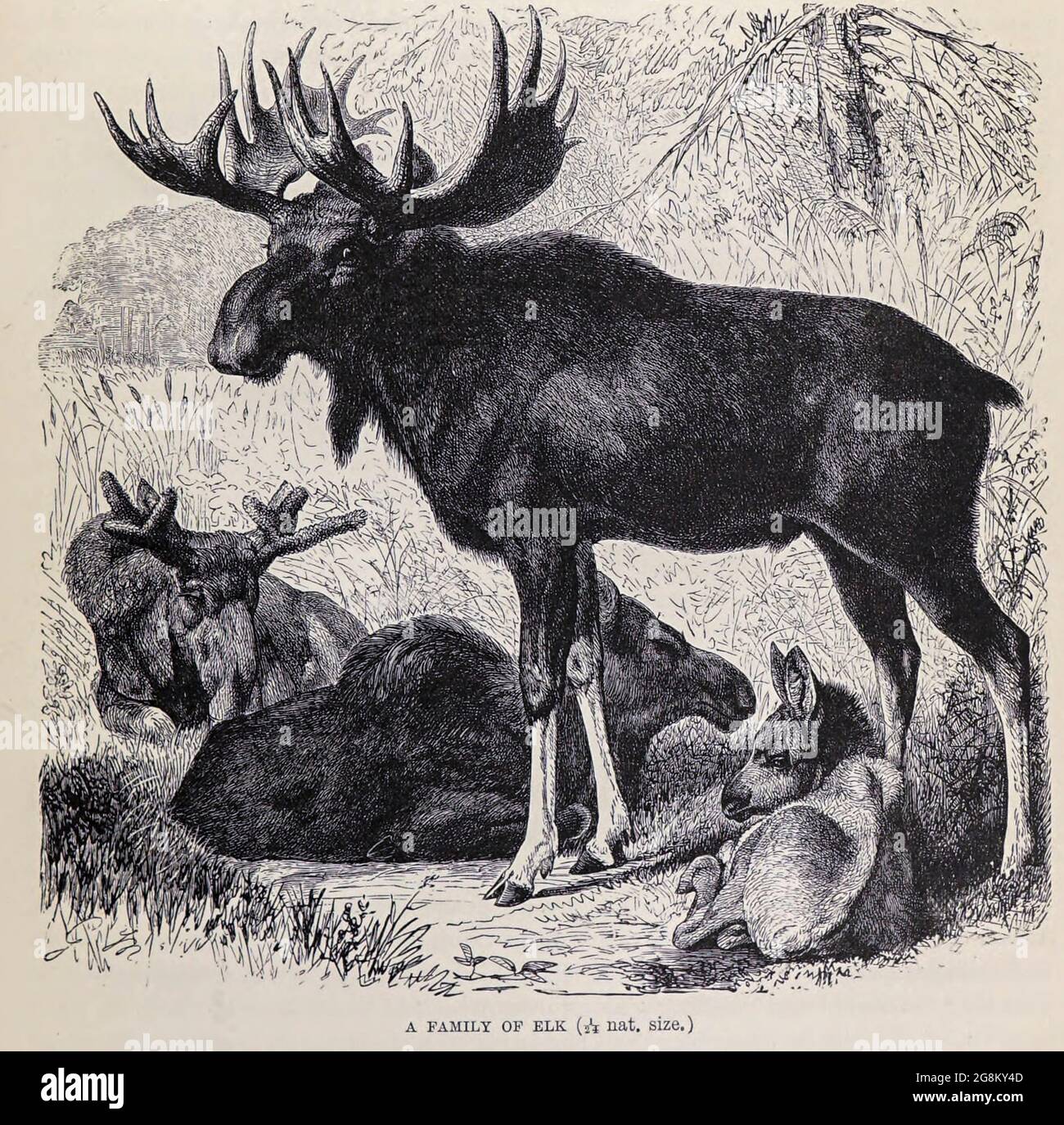 Moose history historical hi-res stock photography and images - Alamy
