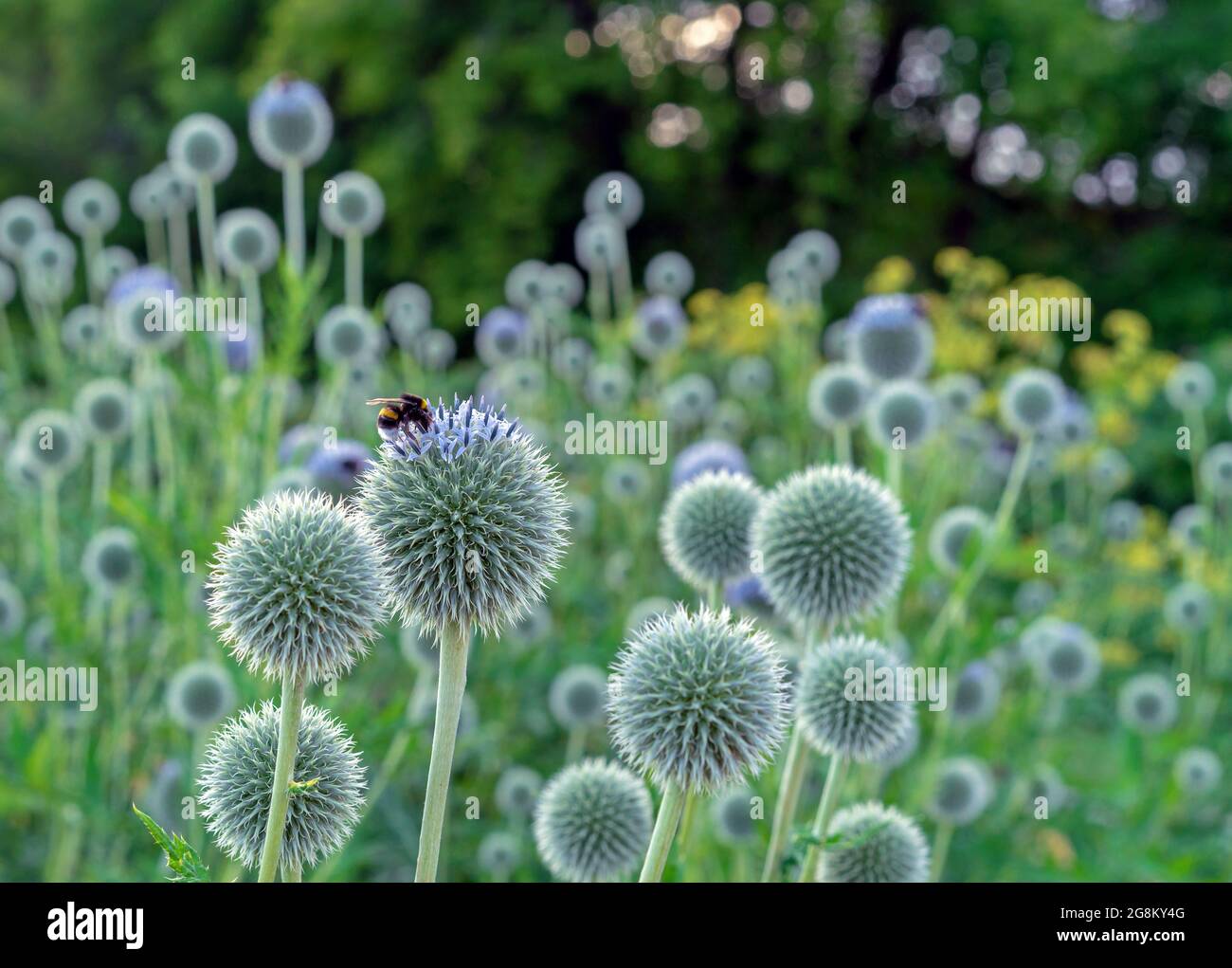 Round and spiky echinops or thistle flowers with bee collecting pollen ...