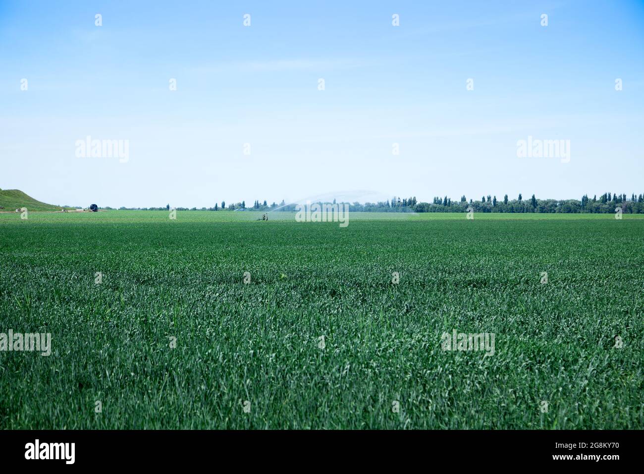 Green field of bread. Farming Stock Photo - Alamy