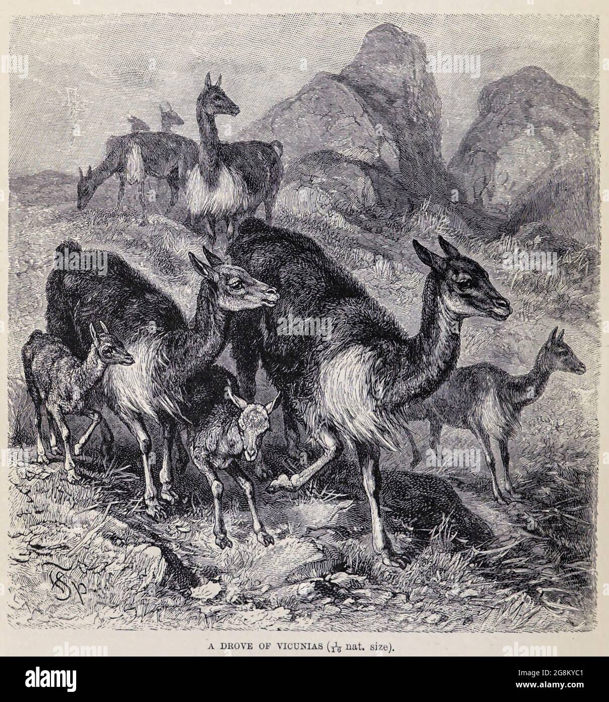 Ancestor of domesticated alpacas hi-res stock photography and images ...