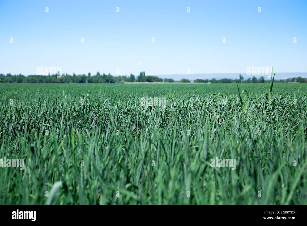 Green field of bread. Farming Stock Photo - Alamy
