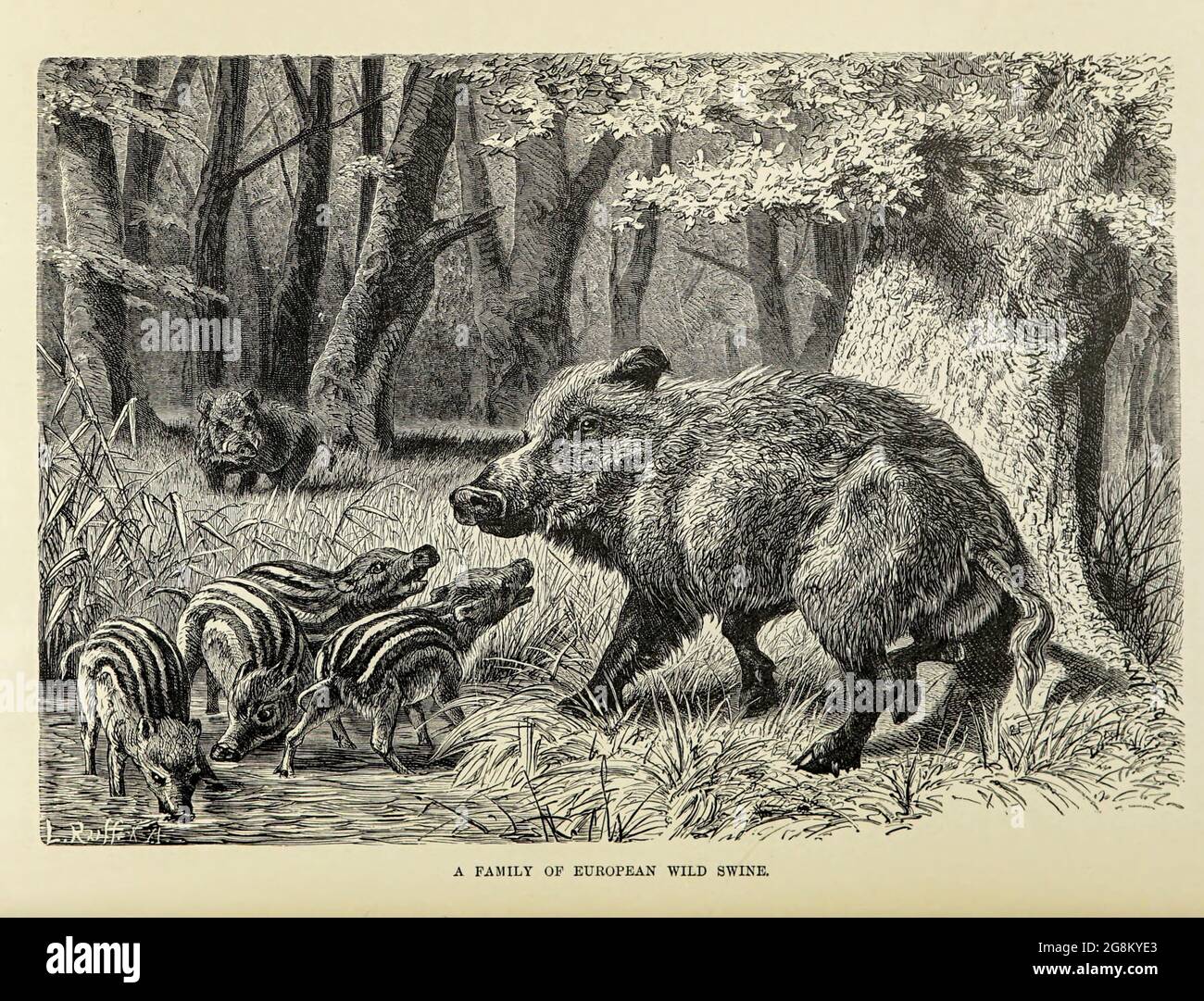 The wild boar (Sus scrofa), also known as the wild swine, common wild ...