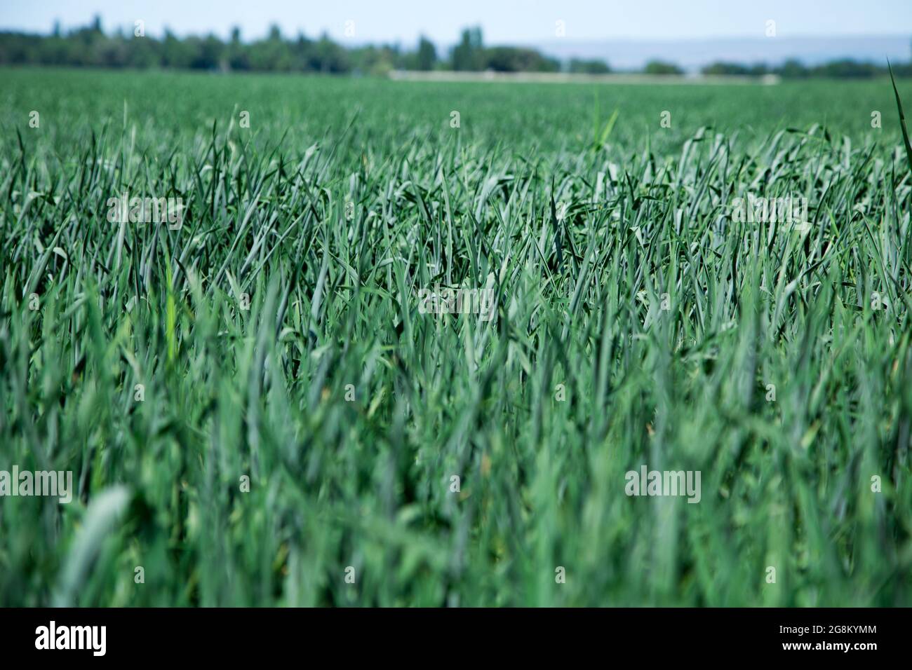 Green field of bread. Farming Stock Photo - Alamy