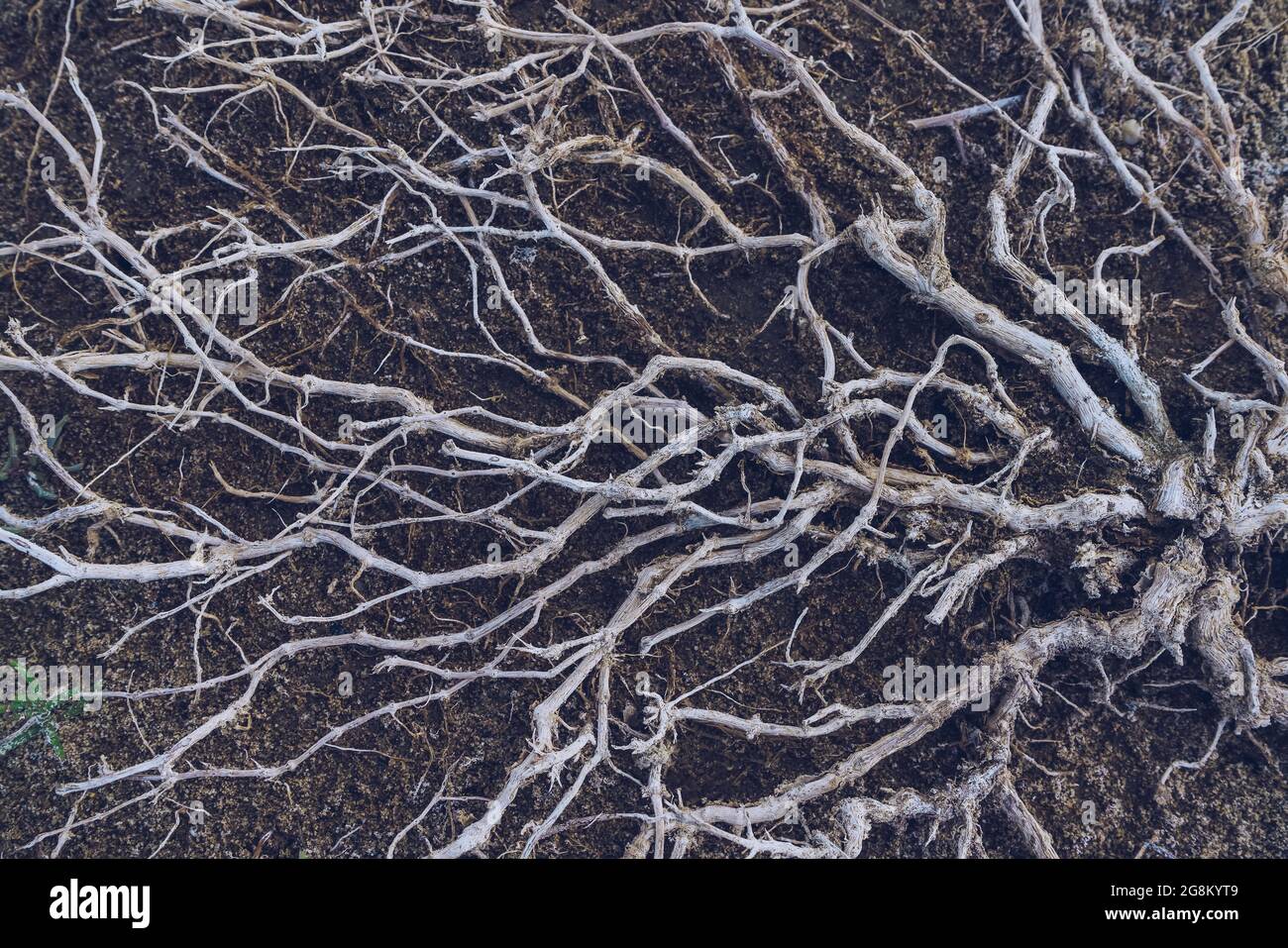 branches of dead plant on dark ground heritage or ancestors tree ...