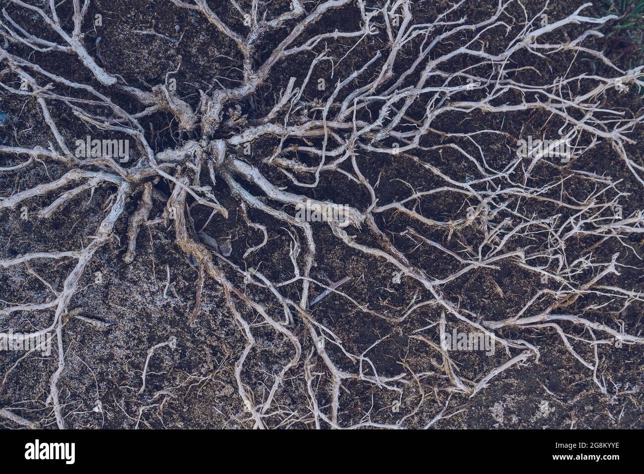 withered branches of plant good conceptual template for heritage tree ...