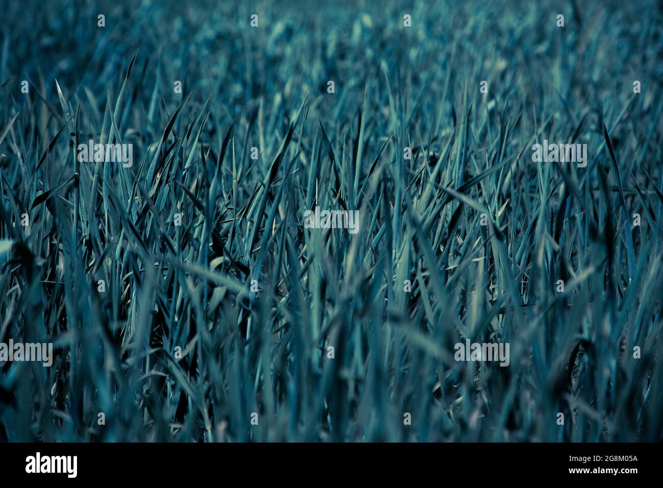 Green field of bread. Farming Stock Photo - Alamy