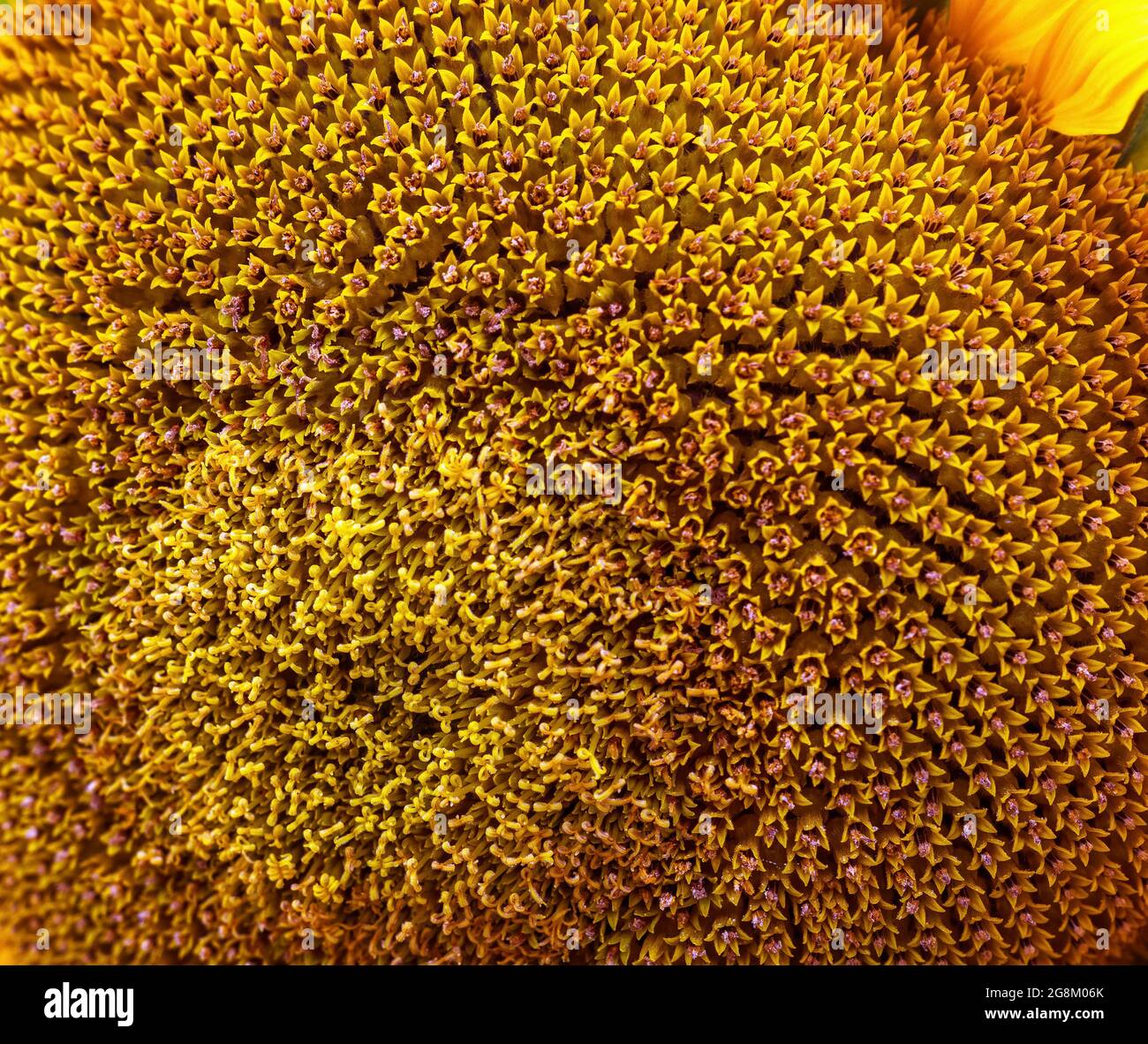 Sunflower seed spiral head hi-res stock photography and images - Alamy