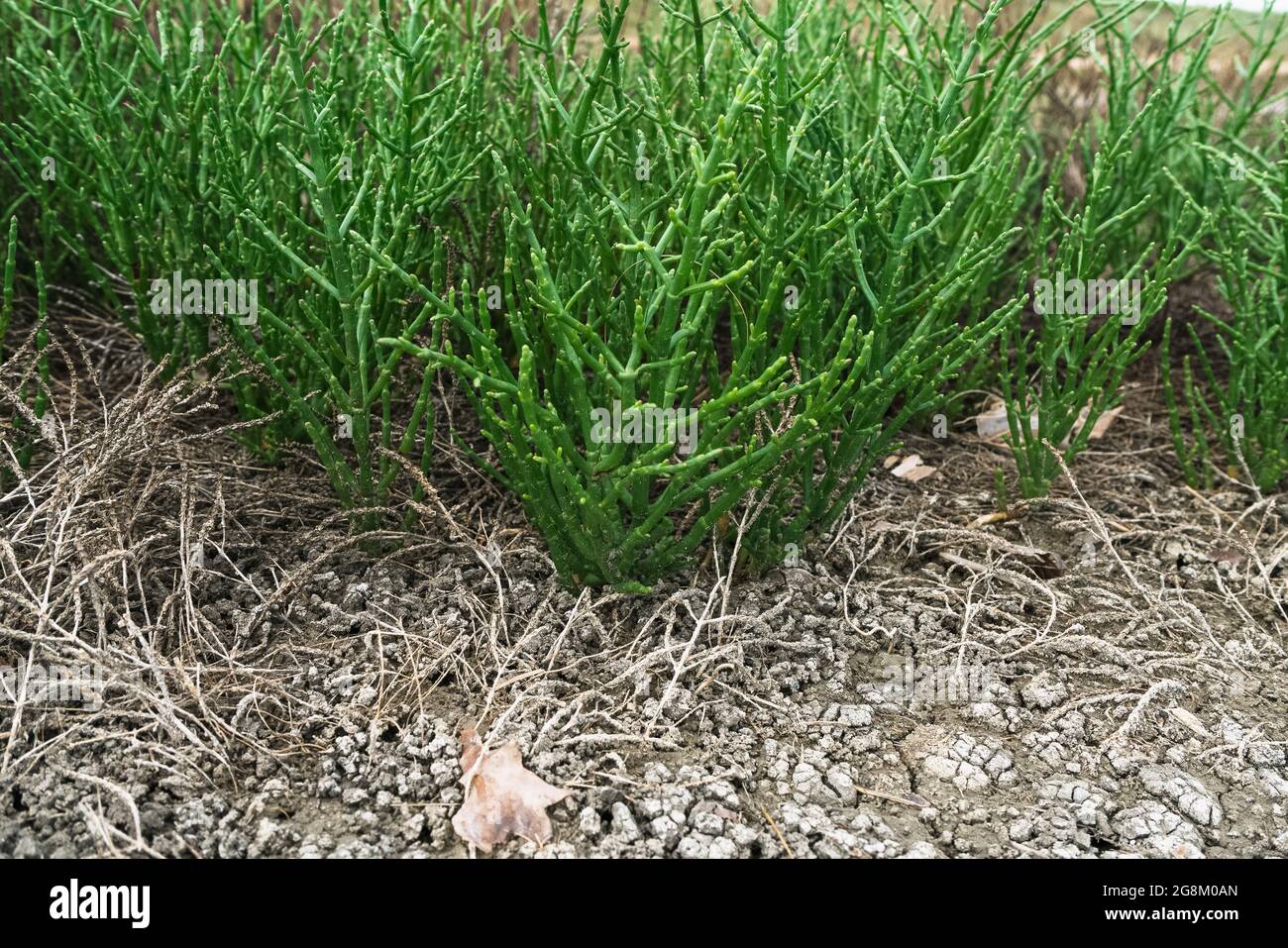 common glasswort growing close up view with salt on the ground Stock ...