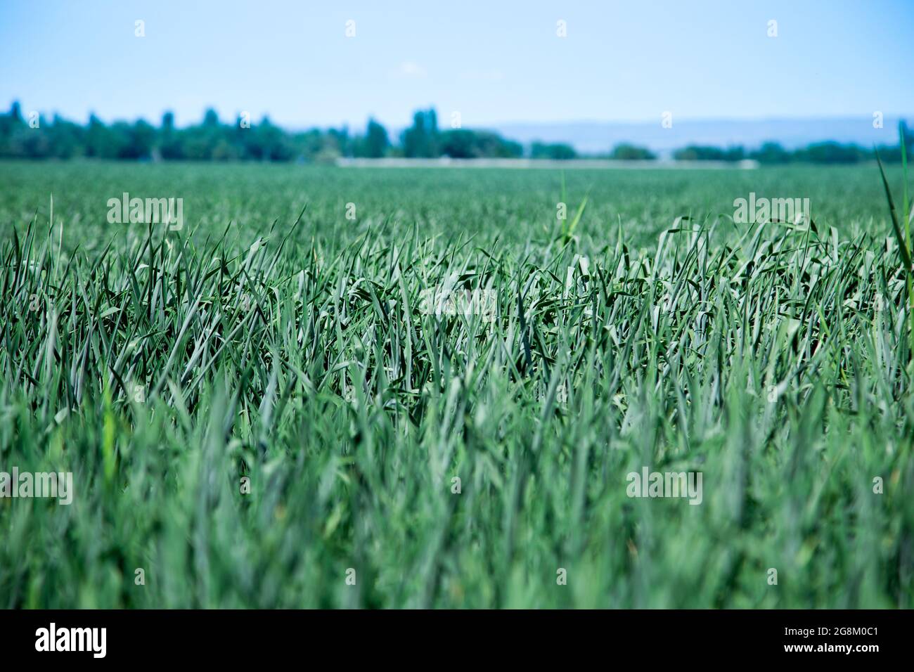 Green field of bread. Farming Stock Photo - Alamy