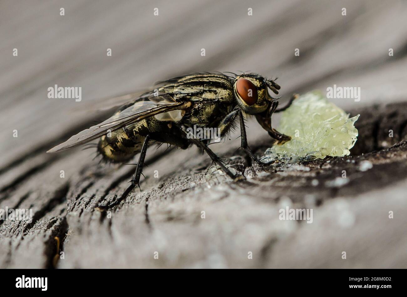 The most common fly species found in houses hi-res stock photography ...