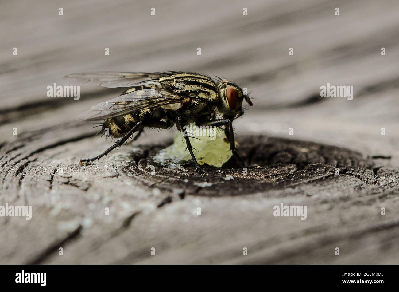 The house fly represents a pest of great economic importance in ...