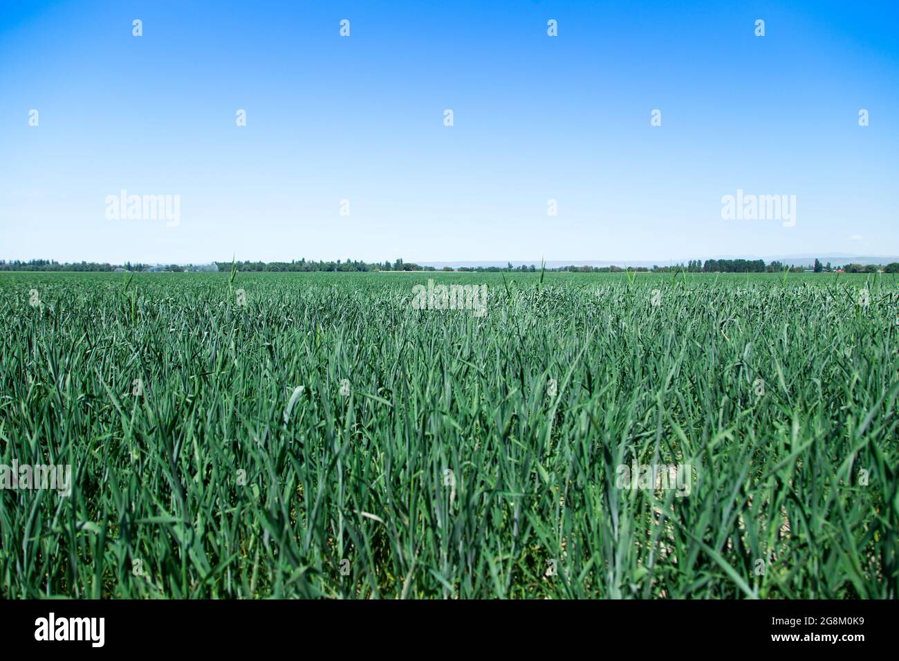 Green field of bread. Farming Stock Photo - Alamy