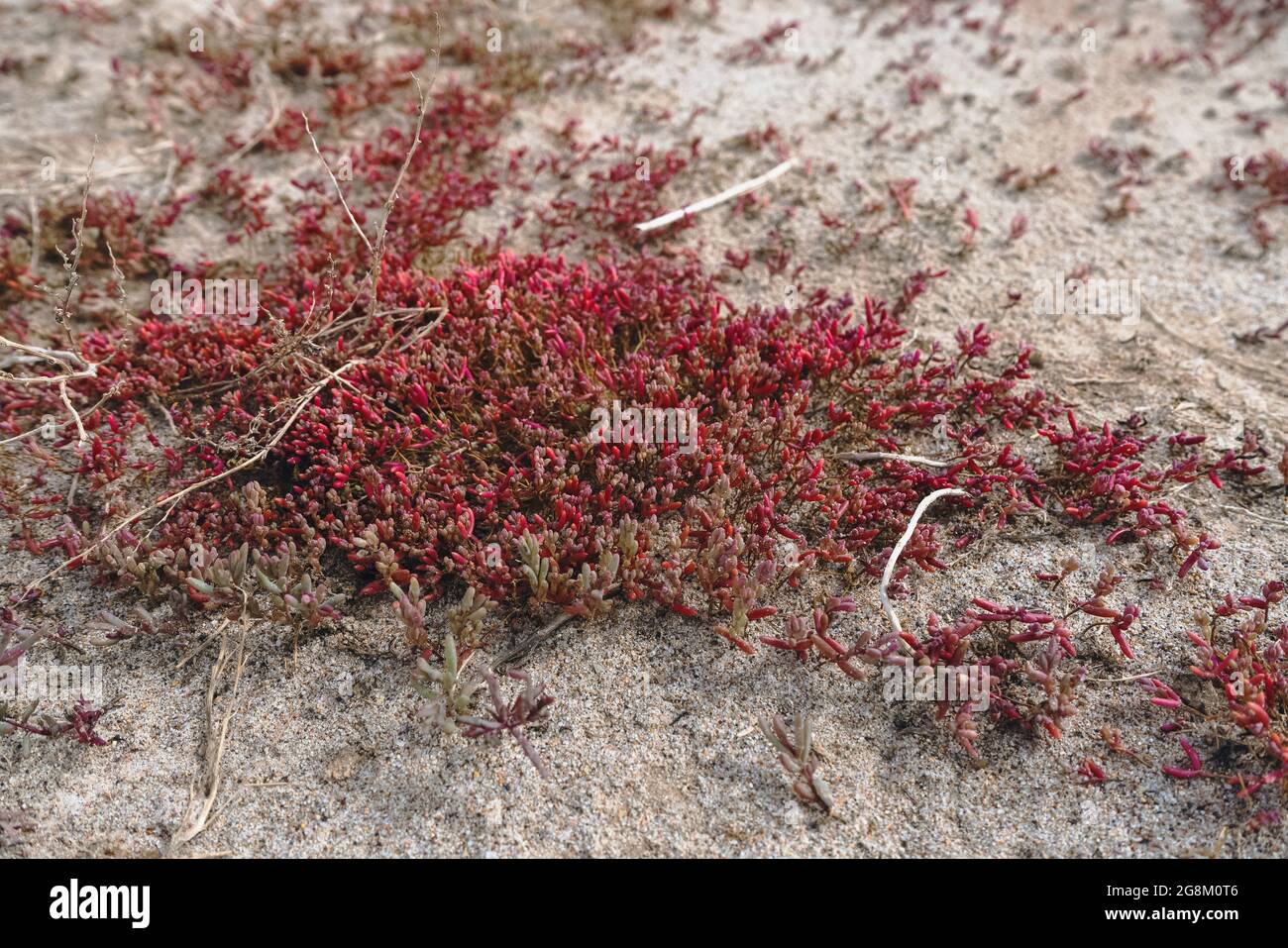 Red grass glasswort hi-res stock photography and images - Alamy