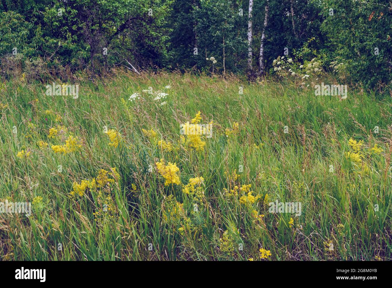 small glade with wild plants and blooming flowers in front of the ...