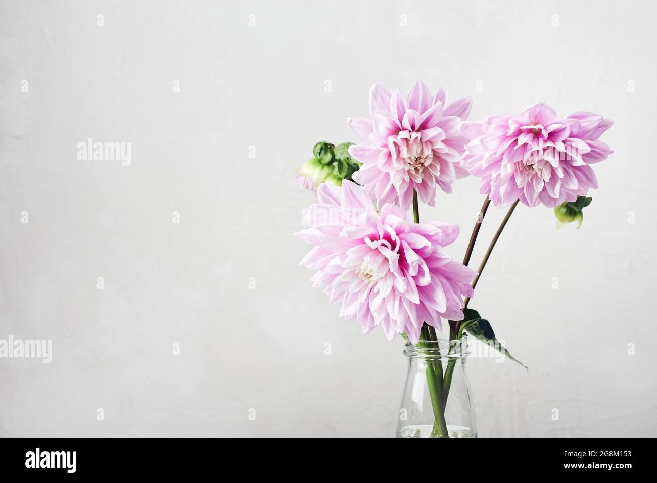 Decorative dahlias hi-res stock photography and images - Alamy