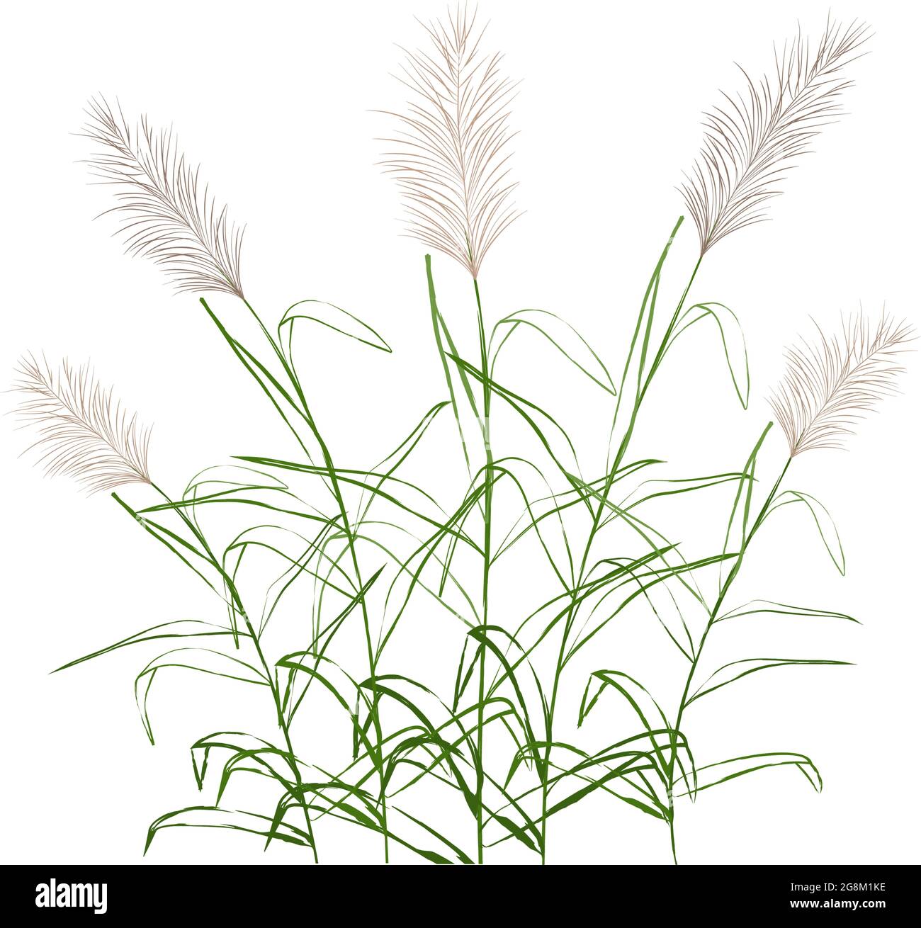 Cane silhouette on white background.Vector hand drawing sketch Stock ...