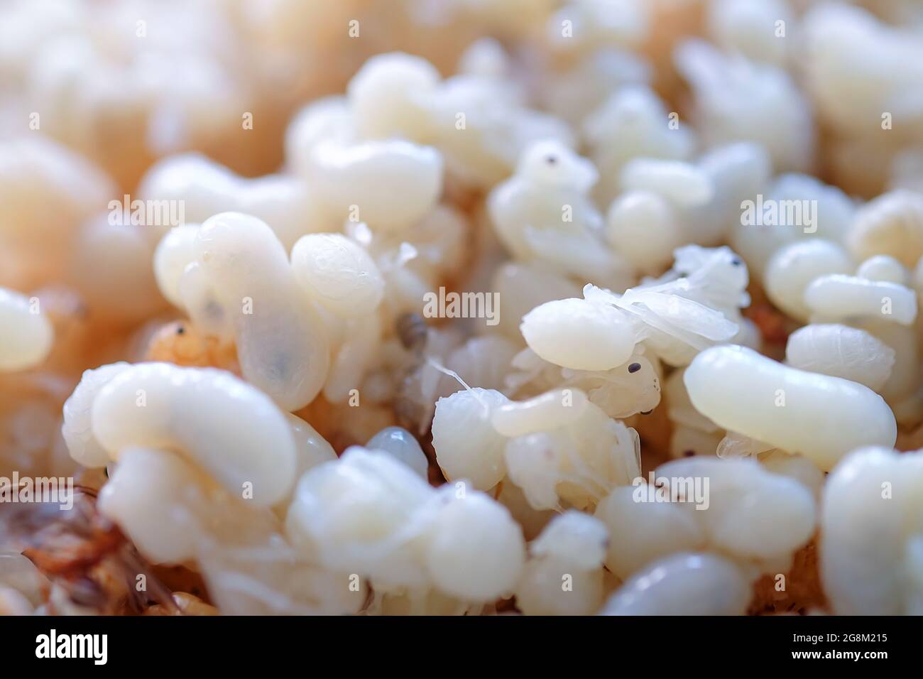 White ants eggs hi-res stock photography and images - Alamy